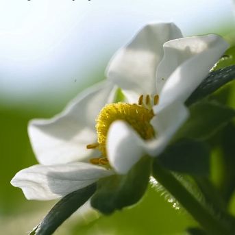 Иконка канала Лайф