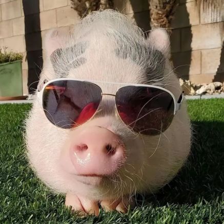 Иконка канала Fay0chek