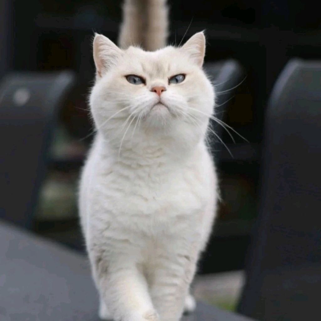 Иконка канала AlphaKilo