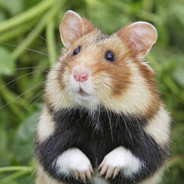 Иконка канала кукуджамбики ляляля