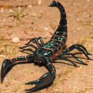 Иконка канала BlackScorpion