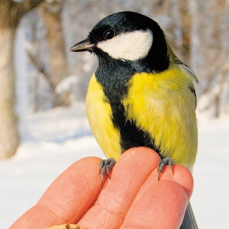 Иконка канала Наталья Птичкина