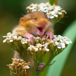 Иконка канала Счастливые животные