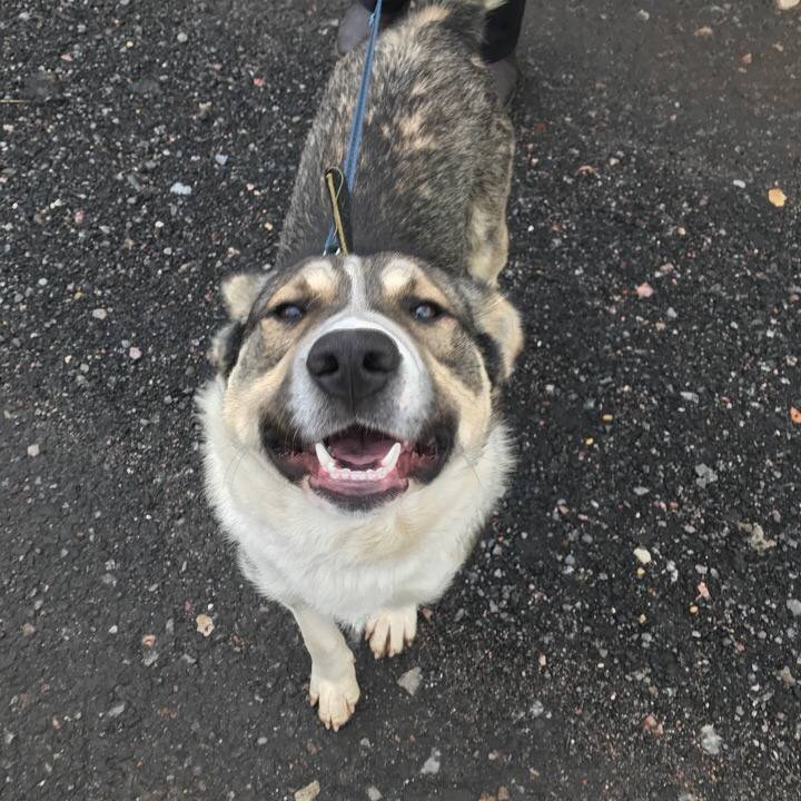 Иконка канала mginskie_hvostiki