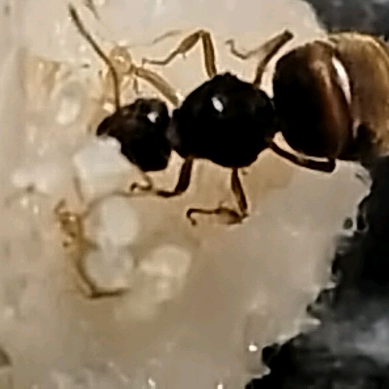 Иконка канала Муравьишки 🐜🐜 Мои Хорошие 😍 6738