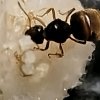 Иконка канала Муравьишки 🐜🐜 Мои Хорошие 😍 6738