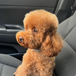 Иконка канала Fluffy life