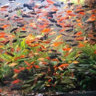 Иконка канала Аквариумист любитель