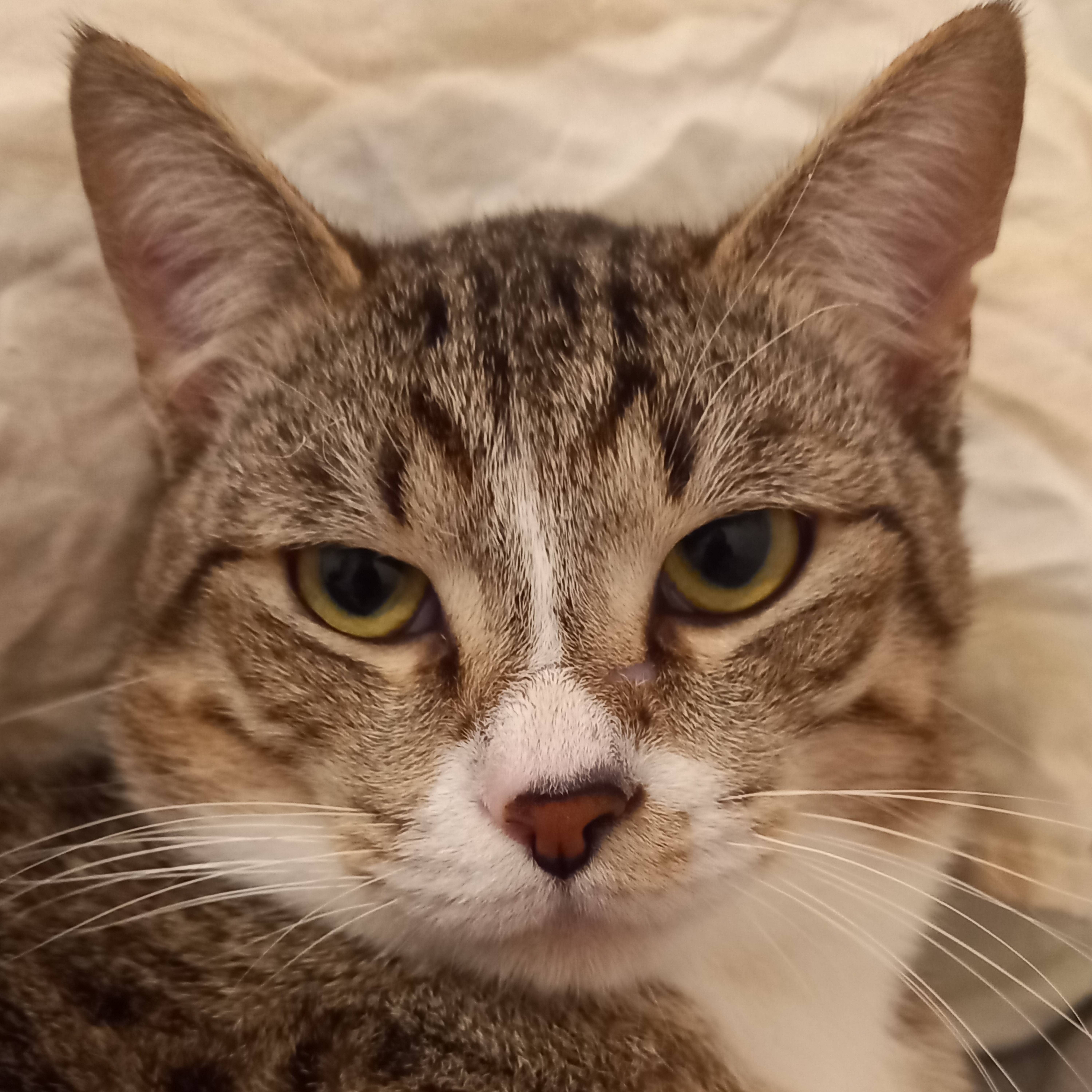 Иконка канала Kleoss_zero