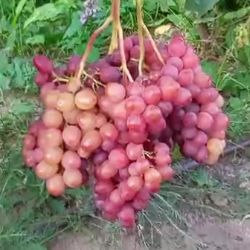 Иконка канала Виноград Южного Подмосковья