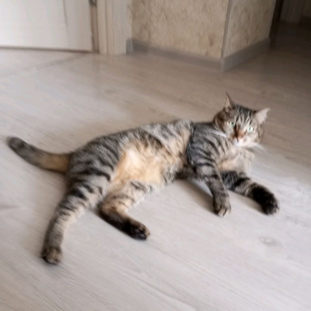 Иконка канала Суперниндзя (Святослав, Вадим...)