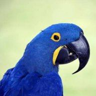 Иконка канала Синий Какаду