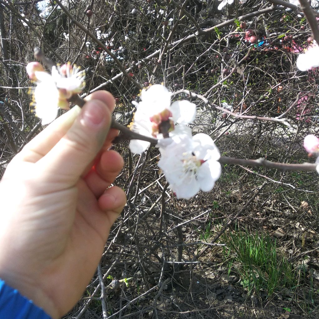 Иконка канала Алиса И Капибара