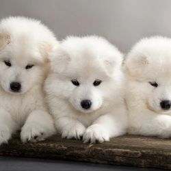 Иконка канала Виктор Власов