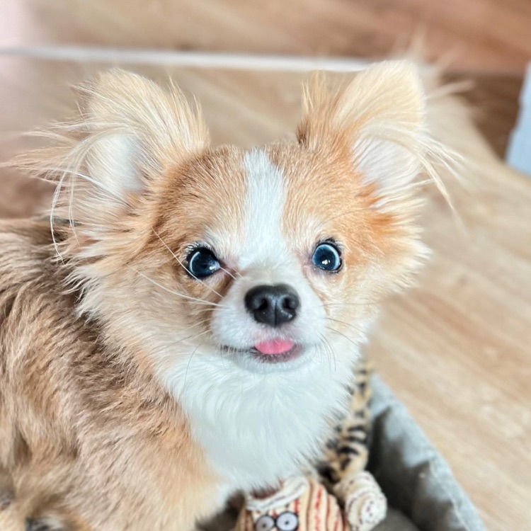 Иконка канала Peace_of_ShantiDog