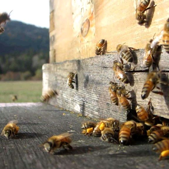 Иконка канала Александр И Пчёлы 🐝