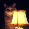 Иконка канала Snark