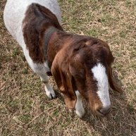 Иконка канала Лпх