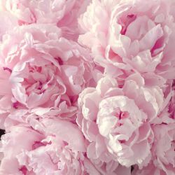 Иконка канала ИЗО-БЕЛЬЕ