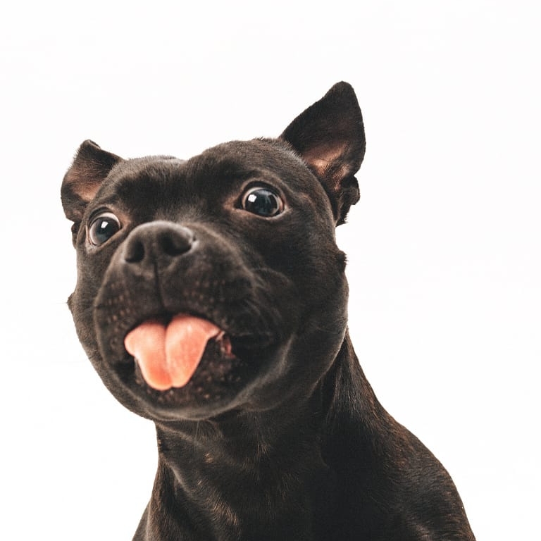 Иконка канала English Staffordshire Bull Terrier