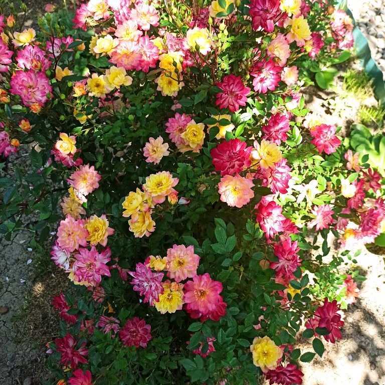 Иконка канала Мои любимые цветы