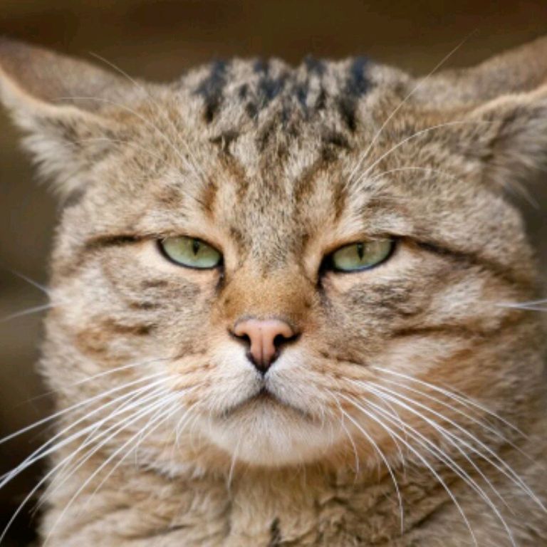 Иконка канала Gigach.bebrinny