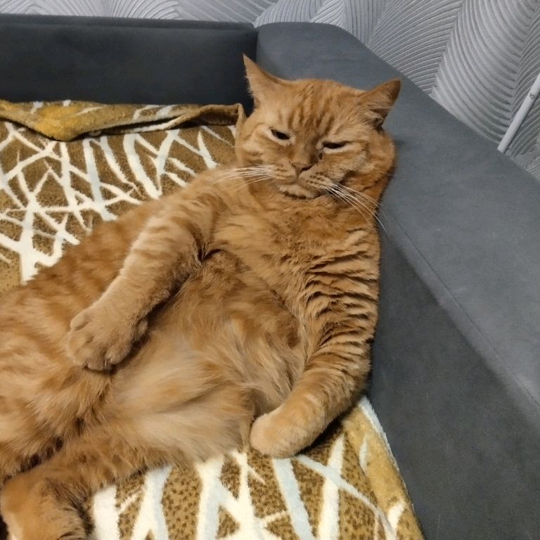 Иконка канала Тихон и Мякиш