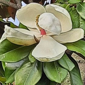 Иконка канала LuTim