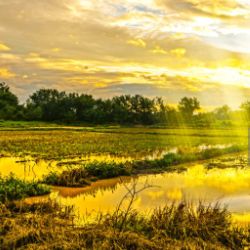 Иконка канала Моя Родина