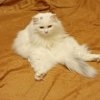 Иконка канала Лайк Котик👍😺