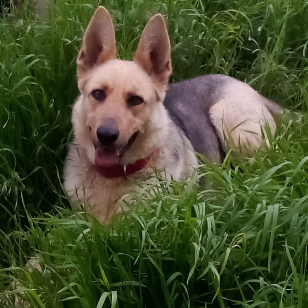 Иконка канала Мур-Мяу!