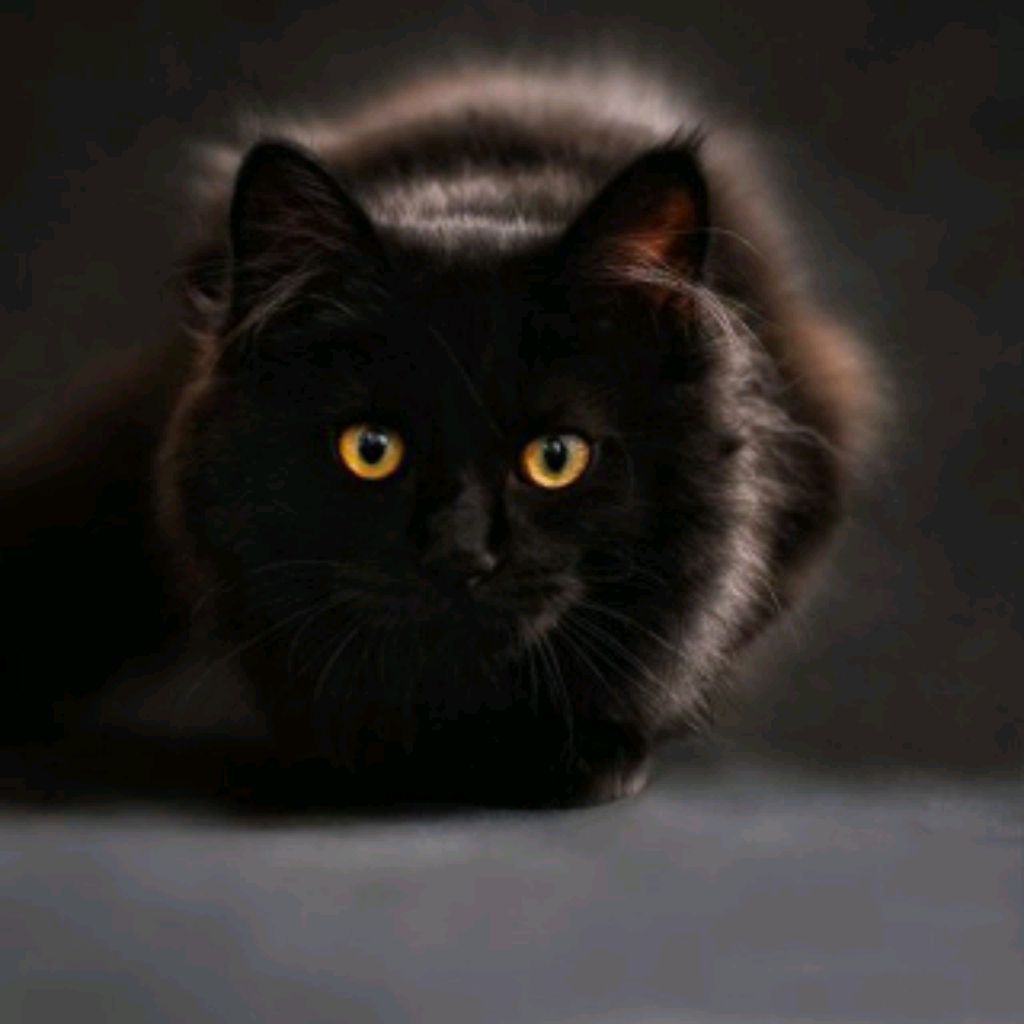 Иконка канала БравлRT