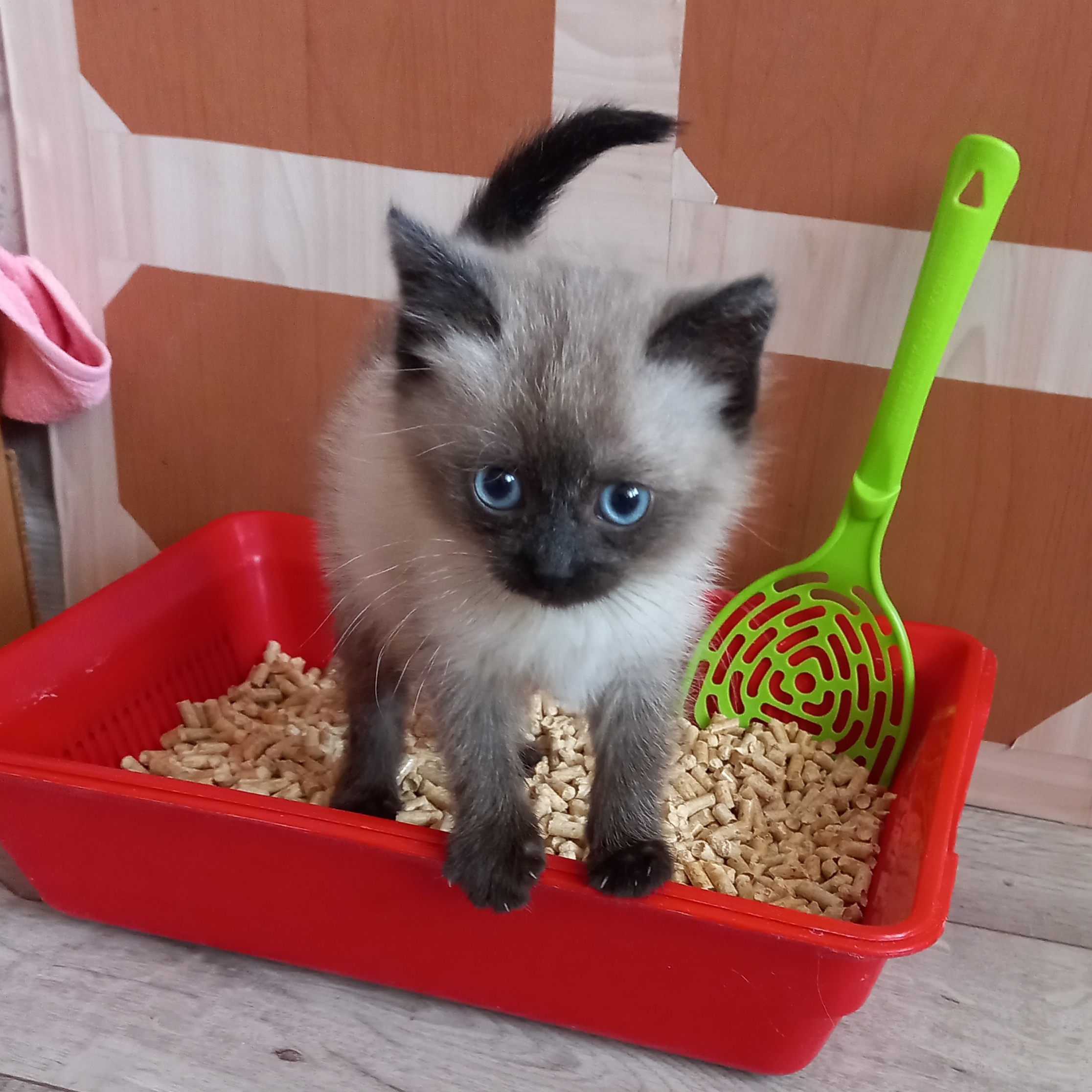 Иконка канала ✨КоТеНоК🐱 с УлИцЫ-💖счастье в доме