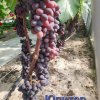 Иконка канала Виноград Ленинградская Область