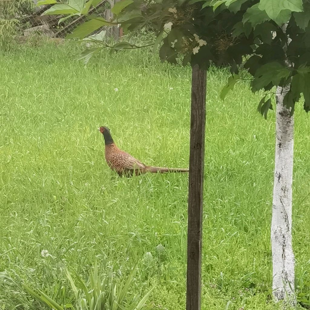 Иконка канала Своими руками