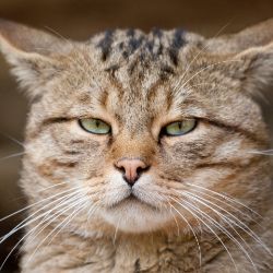 Иконка канала Подозрительный Котэ