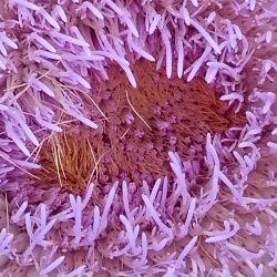 Иконка канала Растет все.