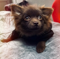 Иконка канала Микки шпиц