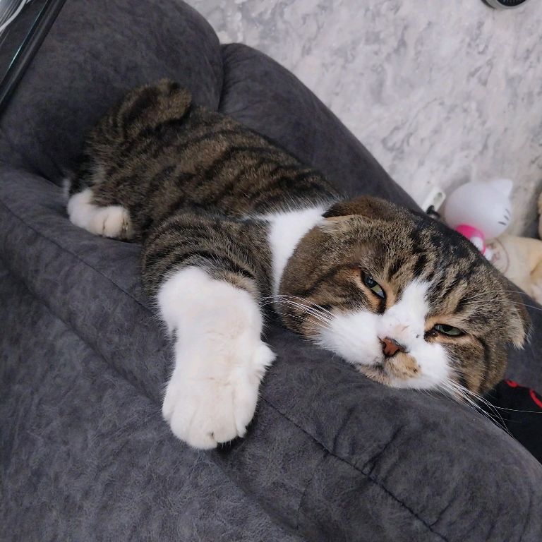 Иконка канала Kotiki и частный дворик