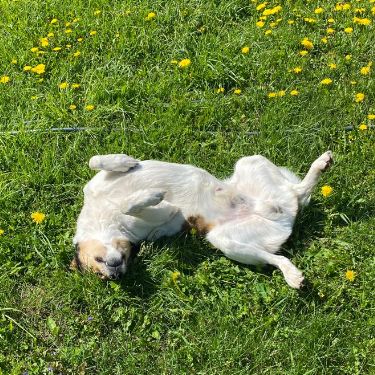 Иконка канала Прораб МАКС