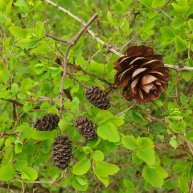 Иконка канала В гармонии с природой