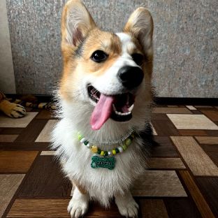 Иконка канала Собака улыбака