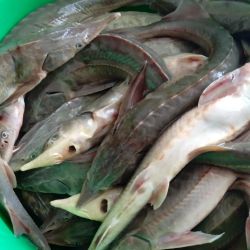 Иконка канала Ridik12