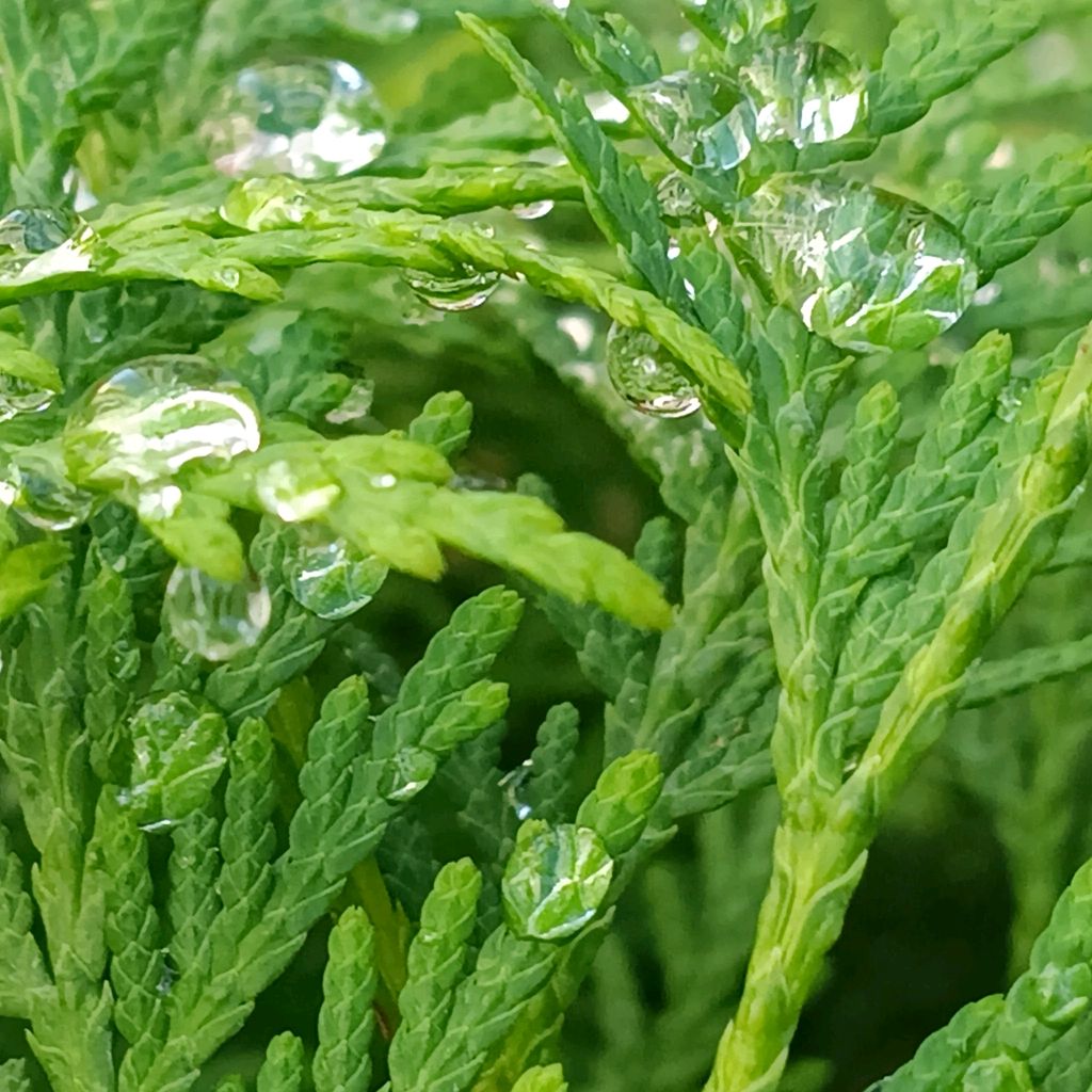 Иконка канала Лиза