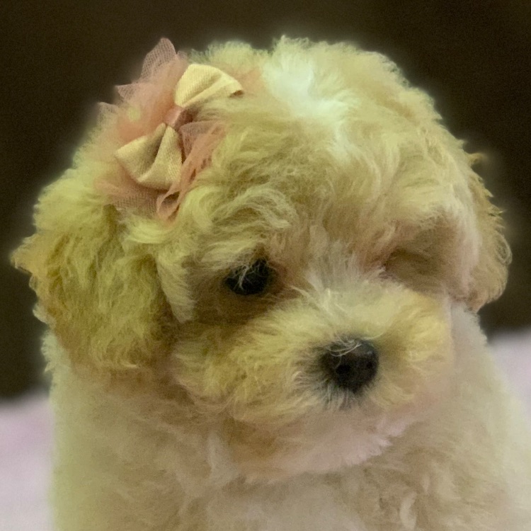 Иконка канала dog _sv