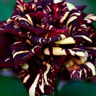 Иконка канала Роза центр