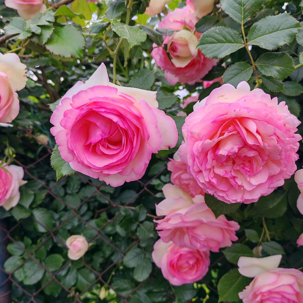 Иконка канала ГалаВлад-Мир вокруг