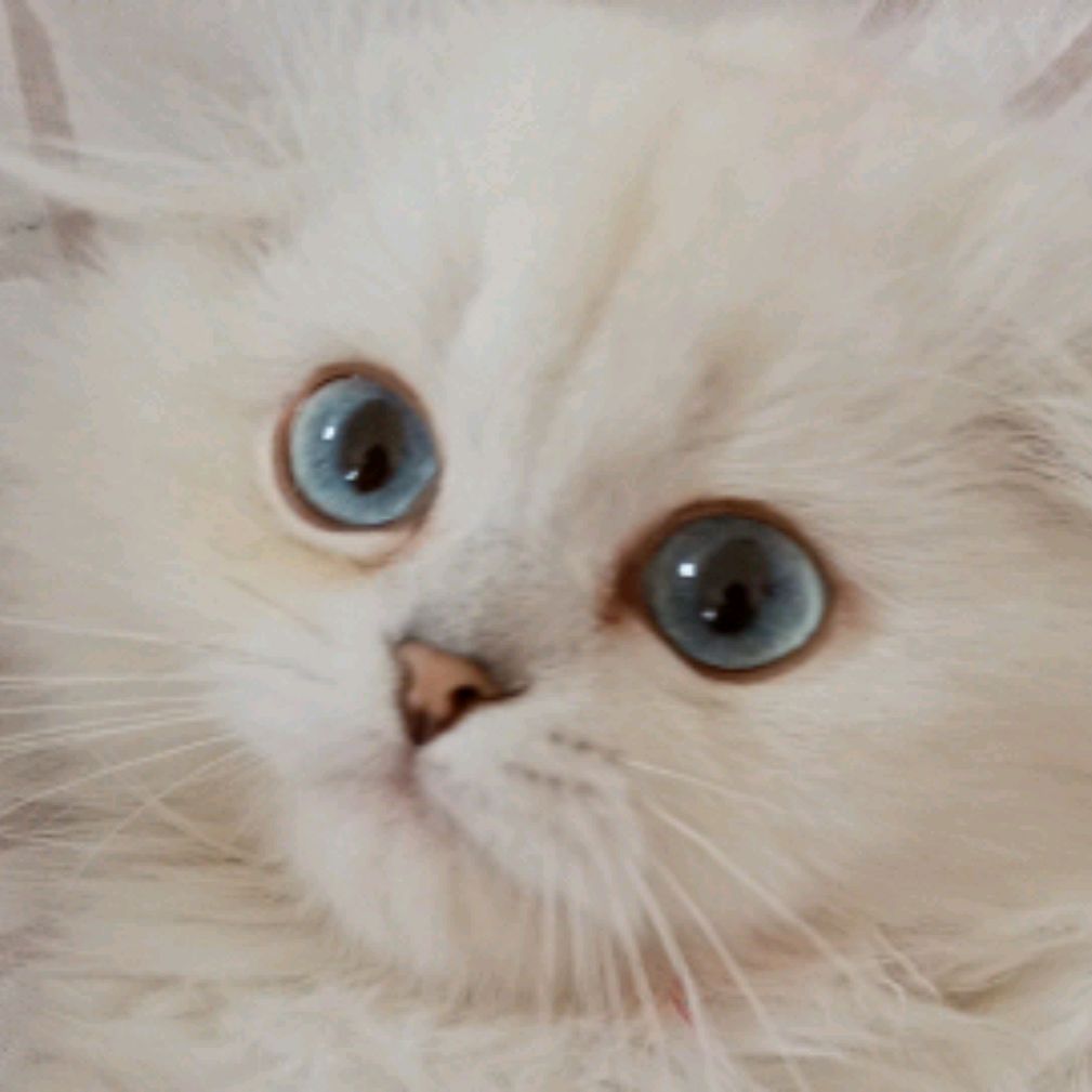 Иконка канала Кошка Маргошка и её хозяйка Аврора