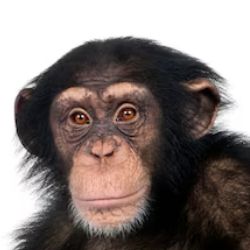 Иконка канала Pirfe