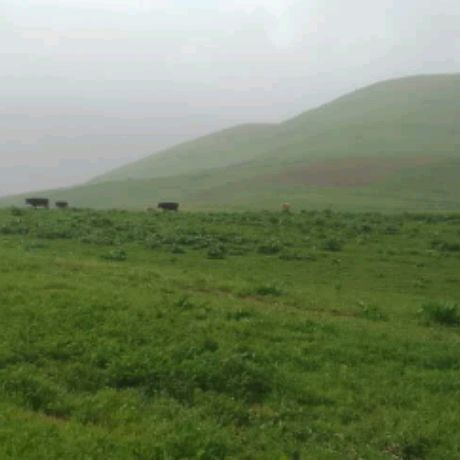 Иконка канала OZELENENIY & LANDSHAFT